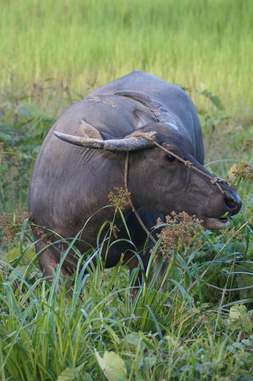 Water Buffalo Animal - Free photo on Pixabay - Pixabay