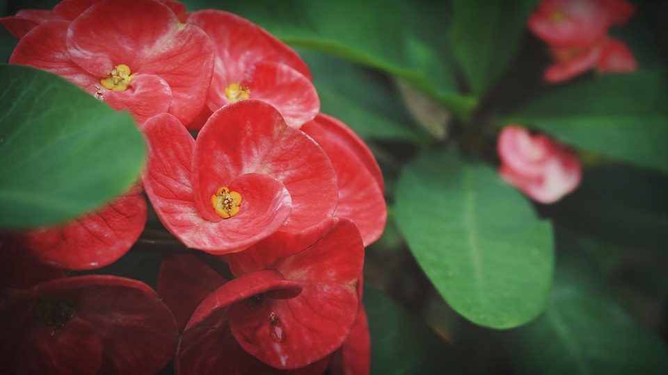 Poi Sian Flower Red - Free photo on Pixabay - Pixabay