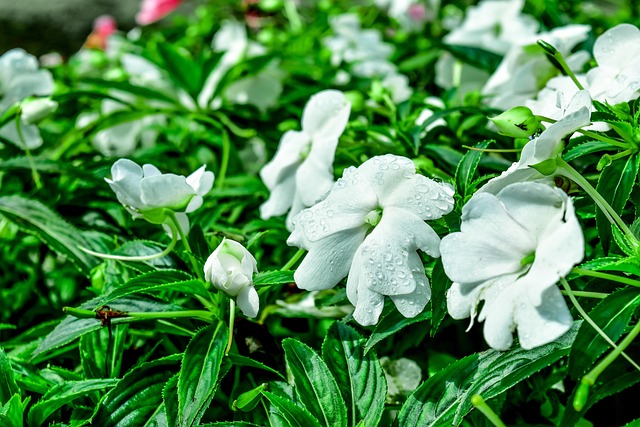 Fleurs Blanches Fleur De Jardin - Photo gratuite sur Pixabay - Pixabay