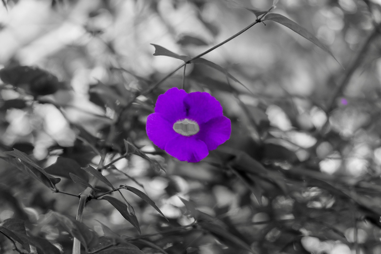 Fleur Violet Belle - Photo gratuite sur Pixabay - Pixabay