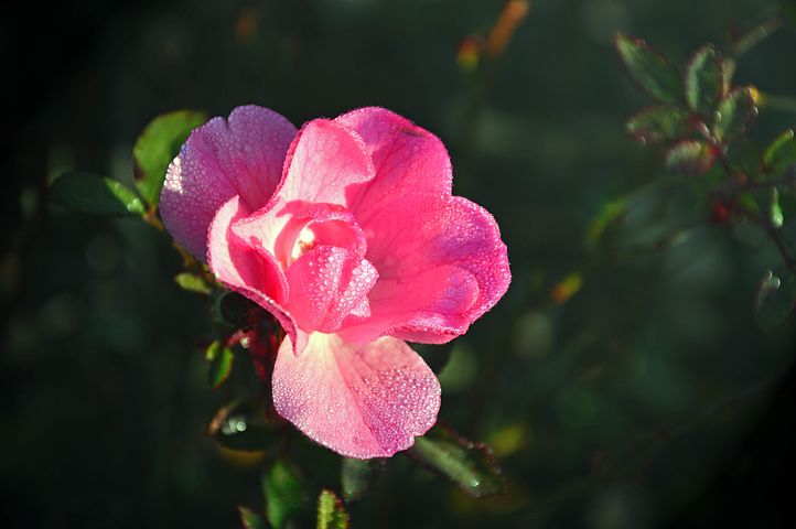 1,000+ Free Wild Rose & Nature Images