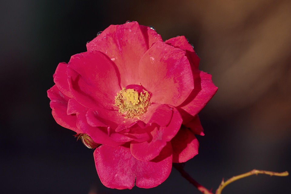 Heckenrose Rot Rosa - Kostenloses Foto auf Pixabay - Pixabay