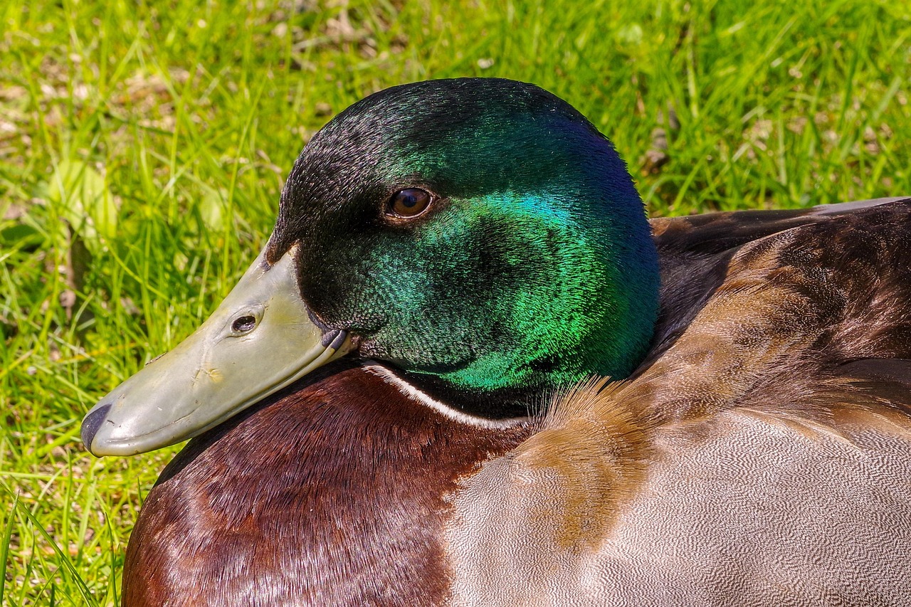 Pato Descanso Sol De - Foto gratis en Pixabay - Pixabay