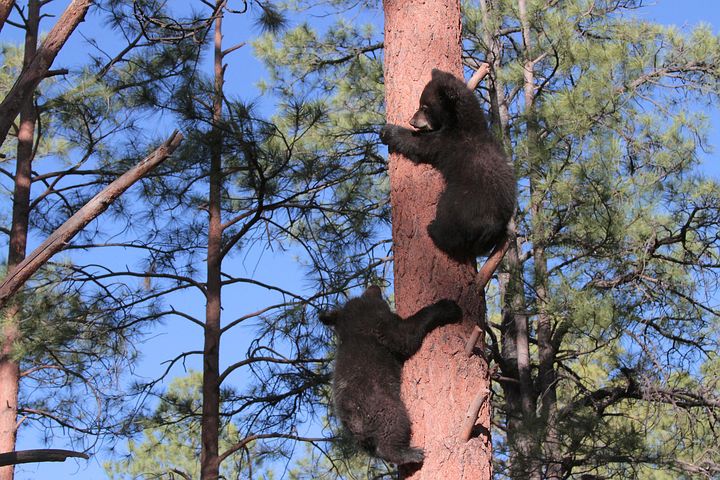 100+ Free Bear Mountain & Bear Images - Pixabay