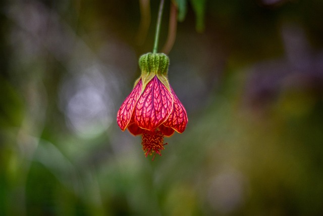 Cute Flower Beauty - Free photo on Pixabay