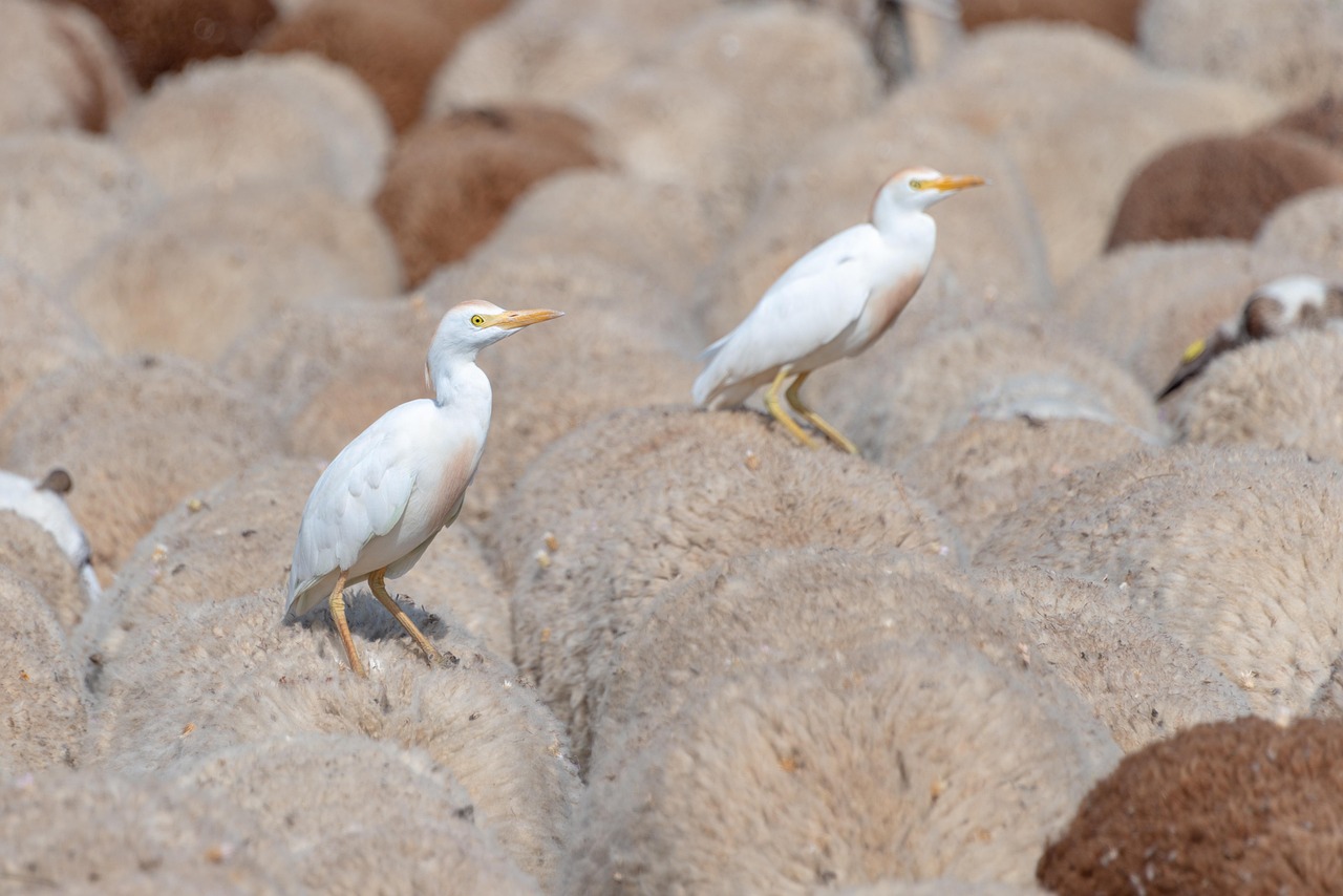 Bird Egret Animal - Free photo on Pixabay