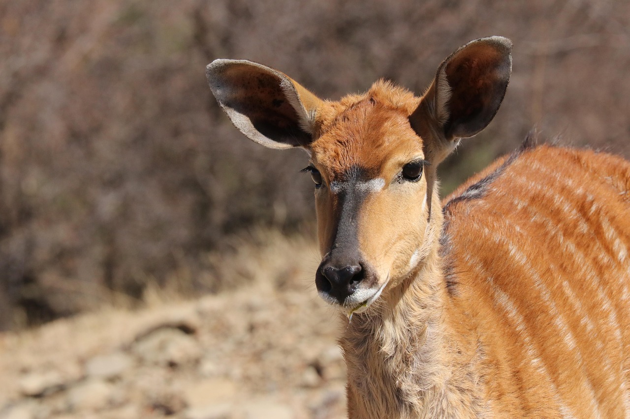 40+ Бесплатные Nyala & Природа изображения - Pixabay
