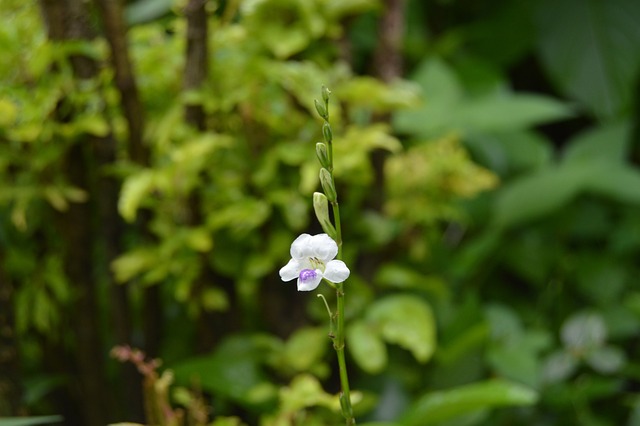 Flower Nature Stem - Free photo on Pixabay