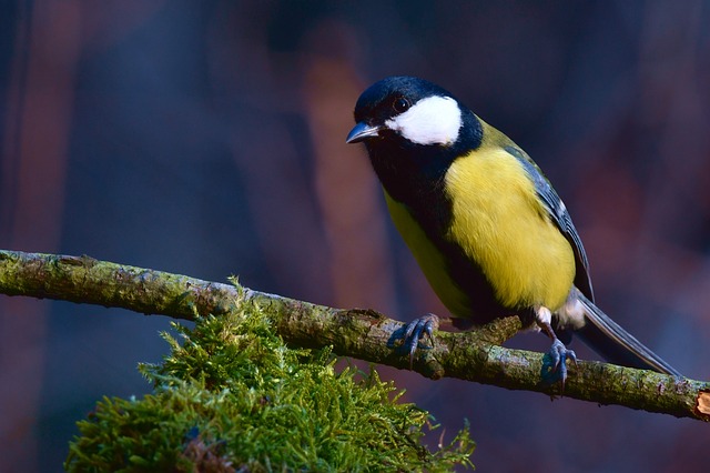 Payudara Besar Burung Hutan - Foto gratis di Pixabay - Pixabay