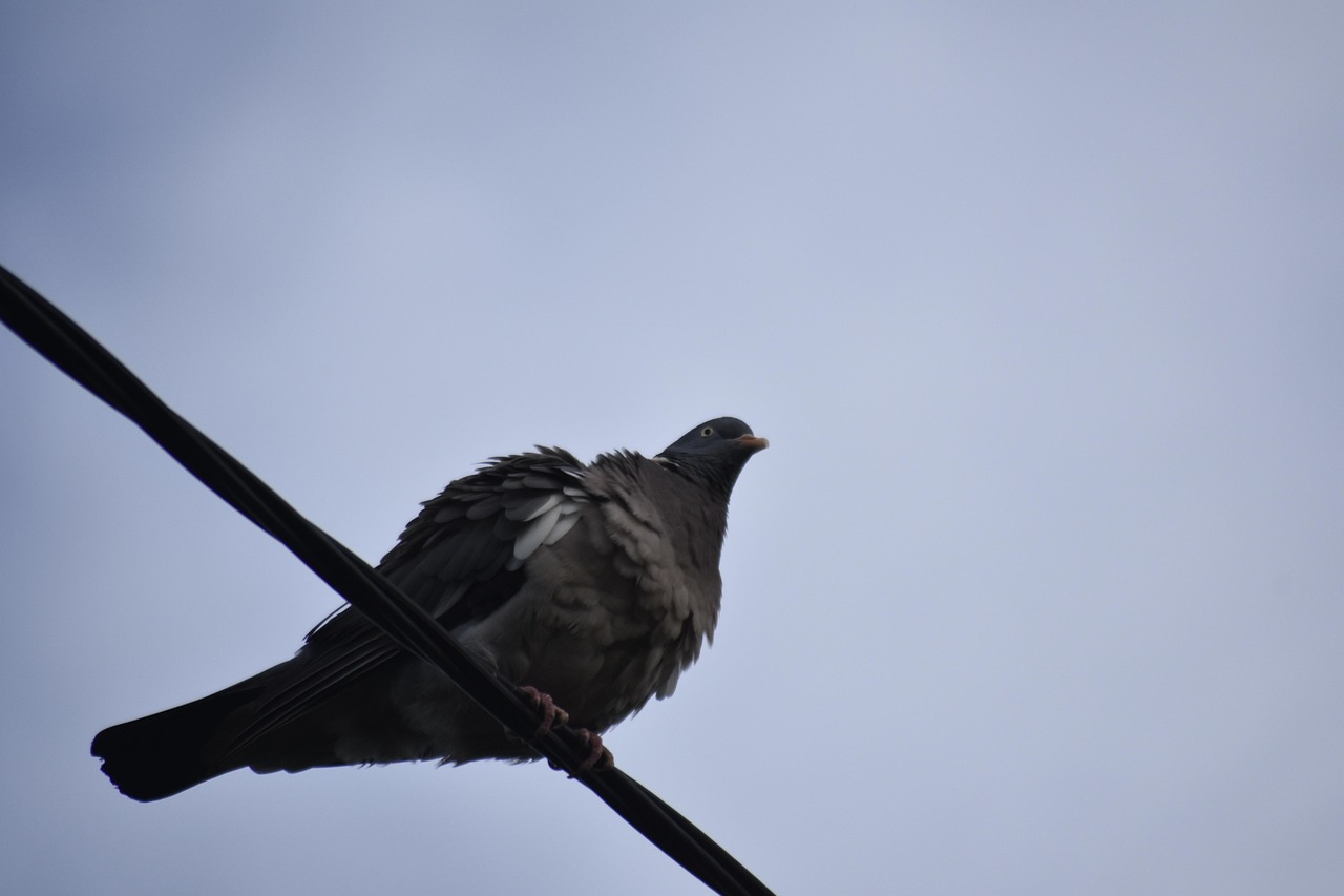 Colombe Oiseau La Nature Le - Photo gratuite sur Pixabay - Pixabay