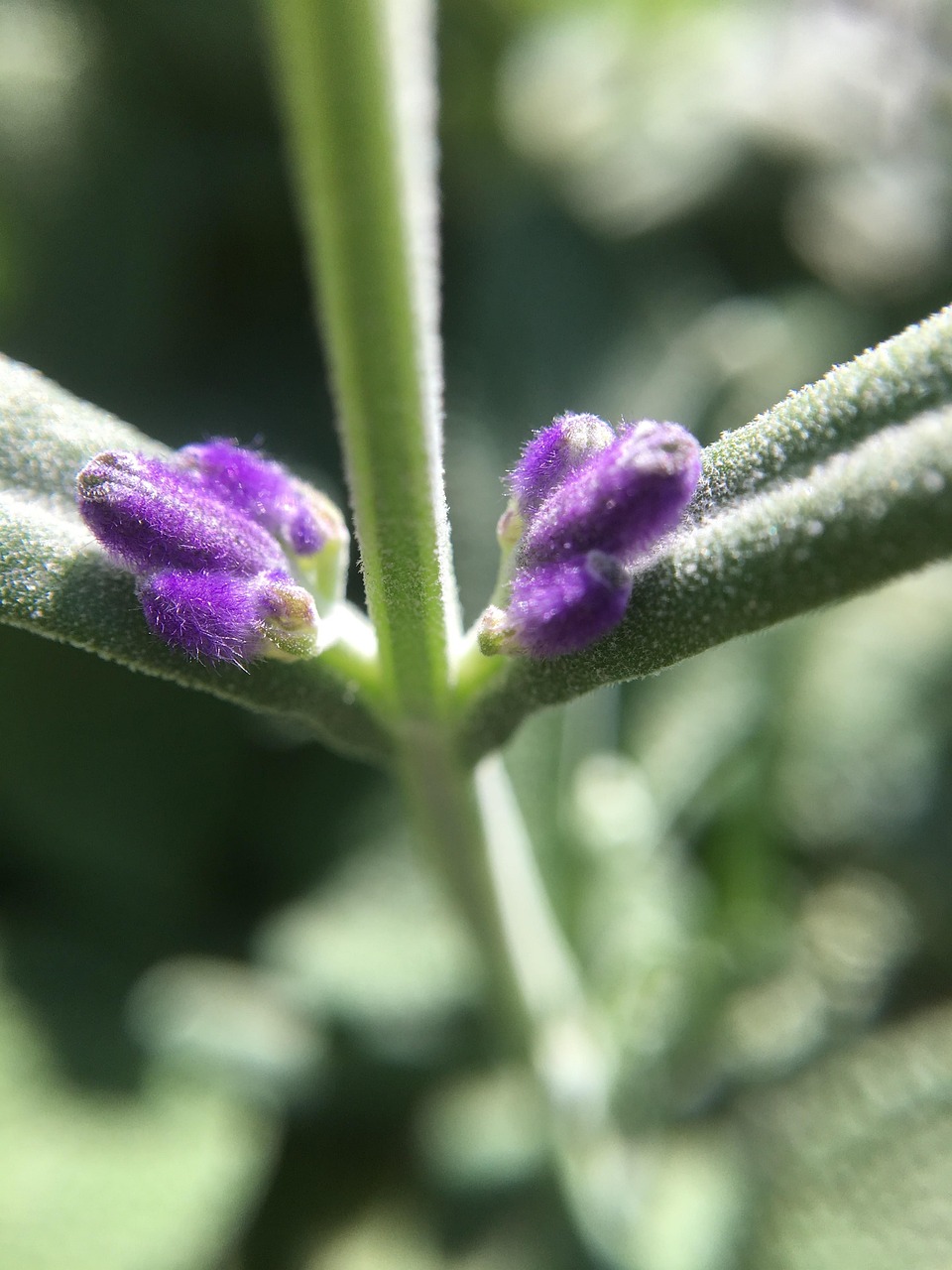 100+ Free Rosemary Flowers & Rosemary Images - Pixabay