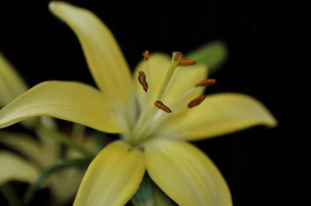 Flor Lírio Amarelo - Foto gratuita no Pixabay - Pixabay