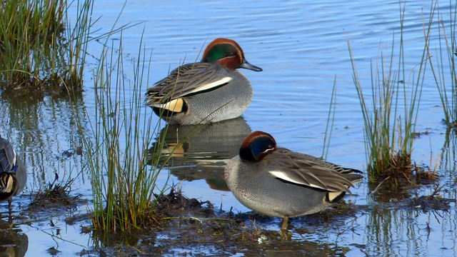 Pato Lago Oceano - Foto gratis en Pixabay - Pixabay