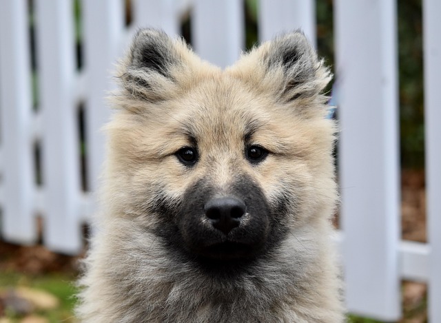 Perro Joven Retrato De - Foto gratis en Pixabay - Pixabay