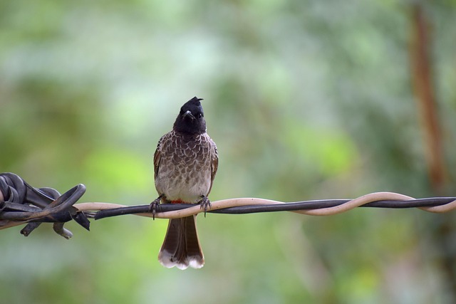 Birds Sitting Nature - Free photo on Pixabay - Pixabay