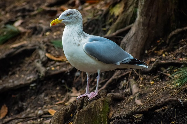 Mouette Animal Oiseau - Photo gratuite sur Pixabay