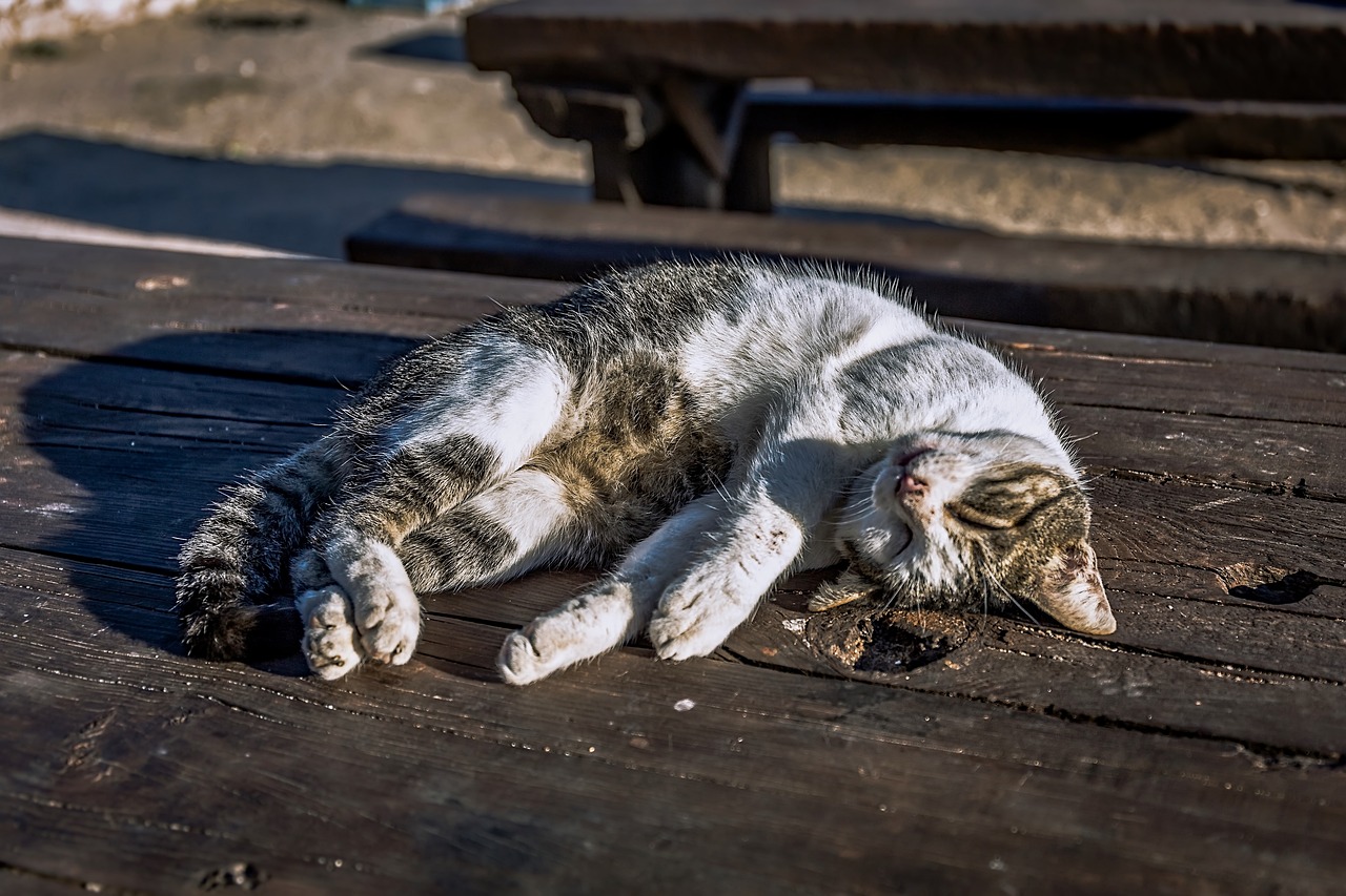 Cat Sleeping Pet - Free photo on Pixabay