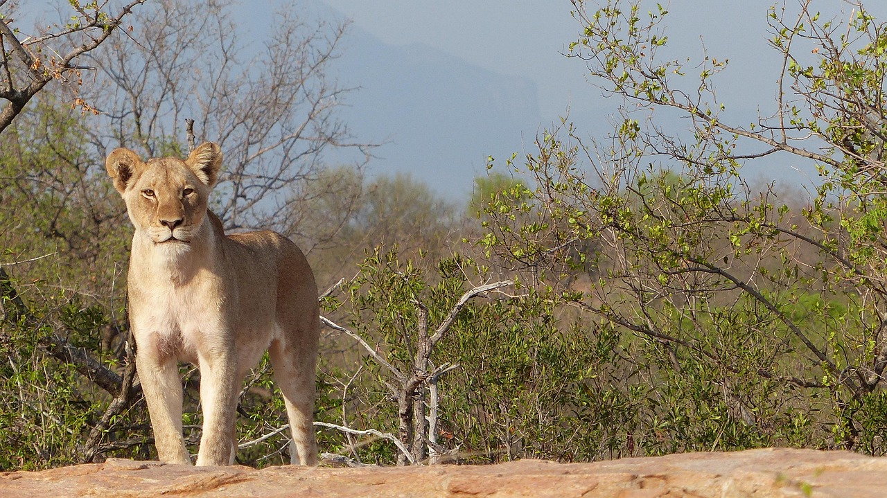 Lioness Majestic South Africa - Free photo on Pixabay - Pixabay