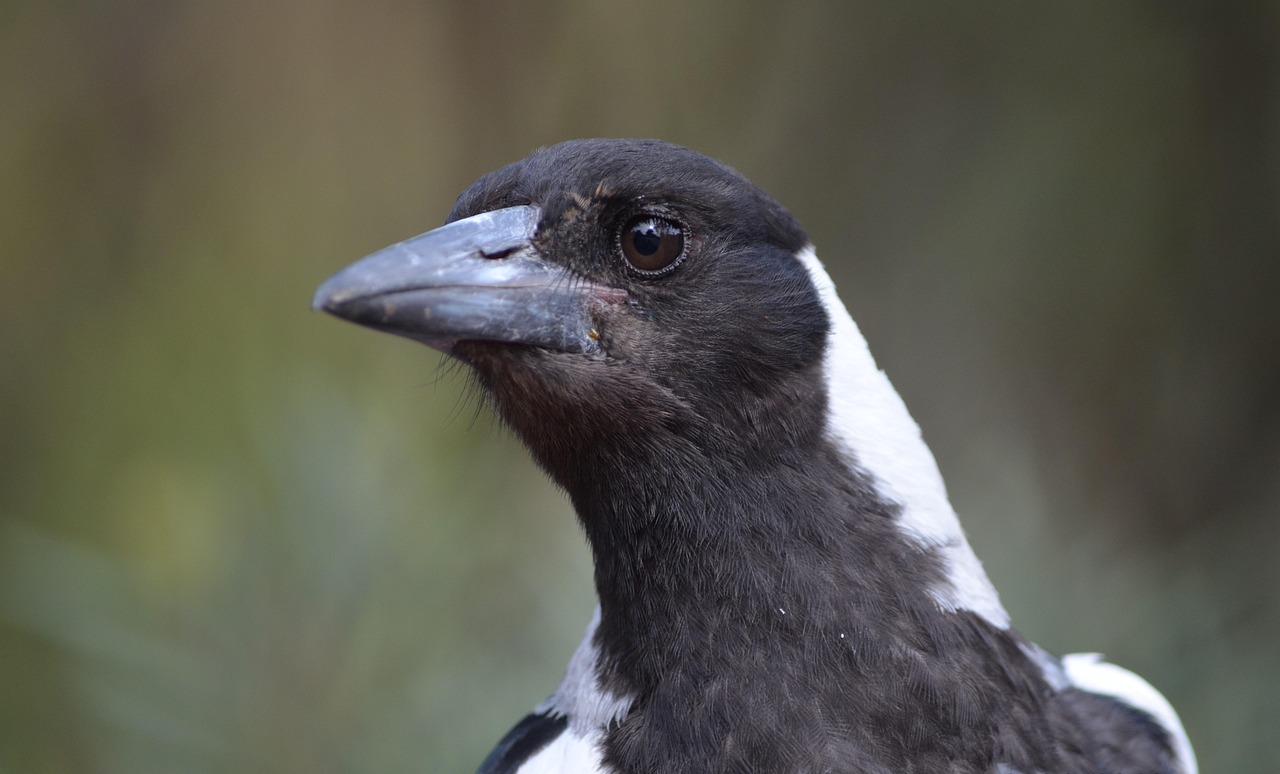 Magpie Juvenile Eye - Free photo on Pixabay