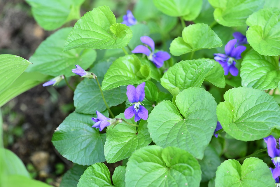 American Violet Lila Garten - Kostenloses Foto auf Pixabay - Pixabay