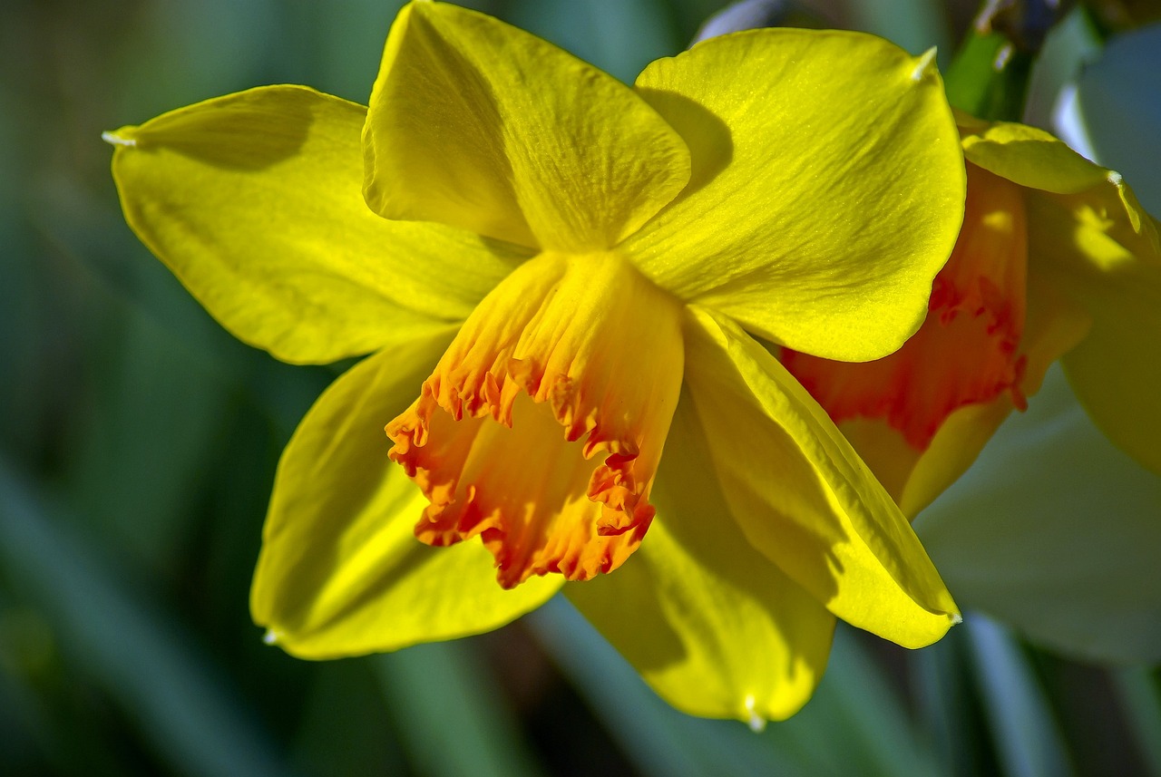 70+ Free Jonquils & Narcissus Images - Pixabay