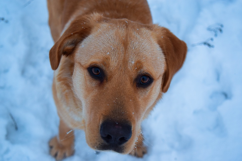 Le Chien Hiver L'Animal La - Photo gratuite sur Pixabay - Pixabay