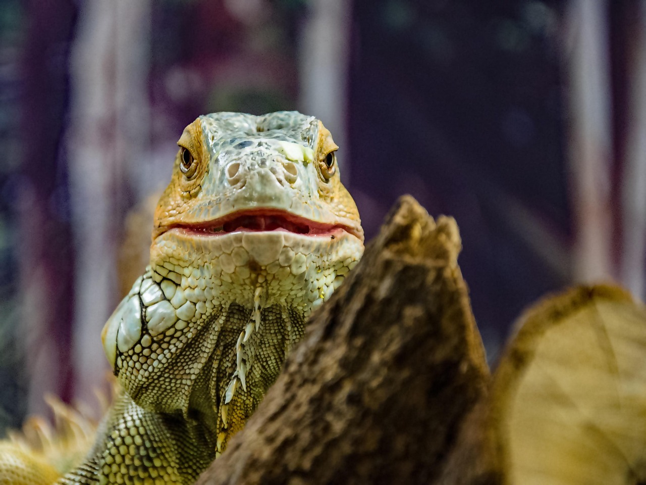 Iguana Hewan Merayap Reptil - Foto gratis di Pixabay - Pixabay
