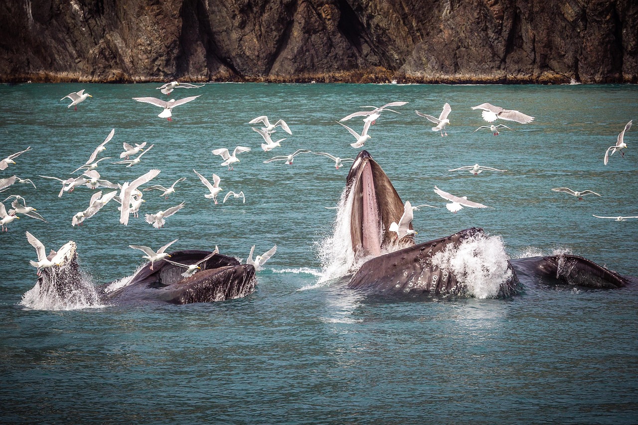 Humpback Whale Alaska Sea To - Free photo on Pixabay