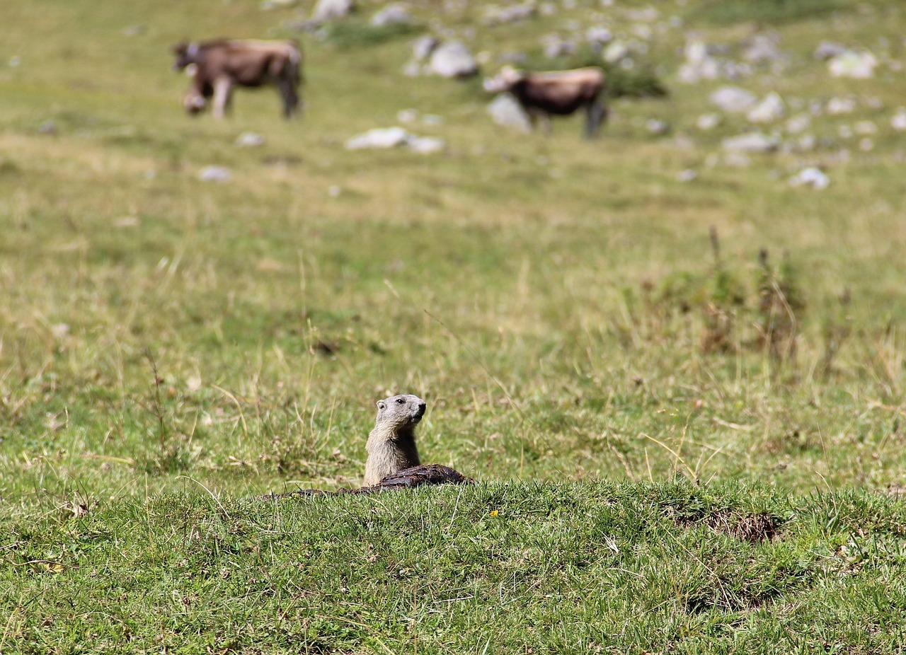 Alpine Marmota Natureza Alpino - Foto gratuita no Pixabay