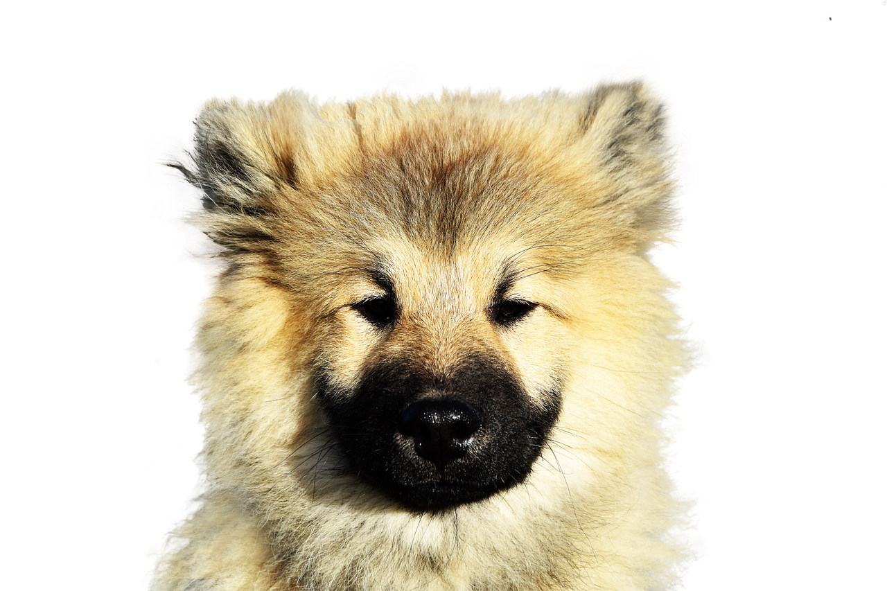 Dog Isolated Domestic Animal - Free photo on Pixabay - Pixabay