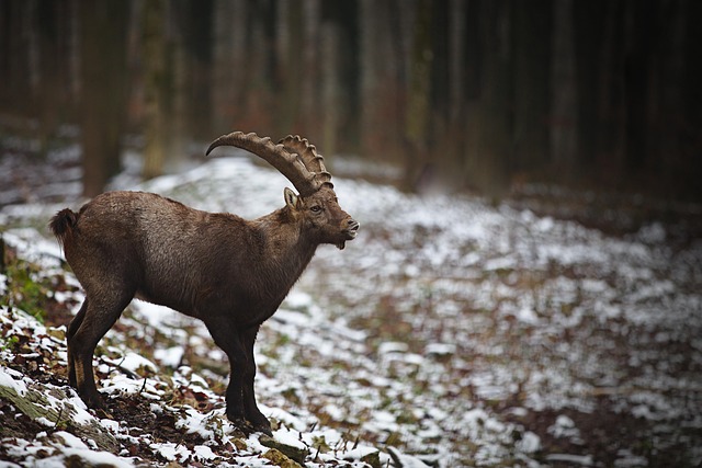 Winter Forest Capricorn - Free photo on Pixabay