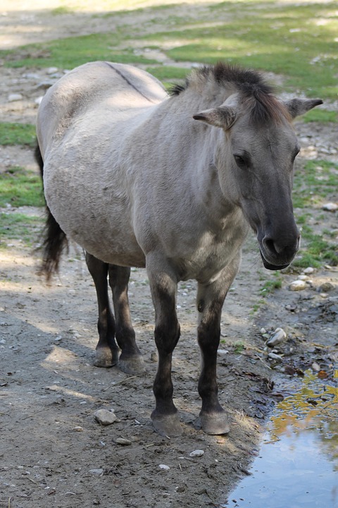 Pferd Tier Zoo - Kostenloses Foto auf Pixabay