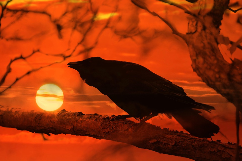 Crow Bird Perched - Free photo on Pixabay