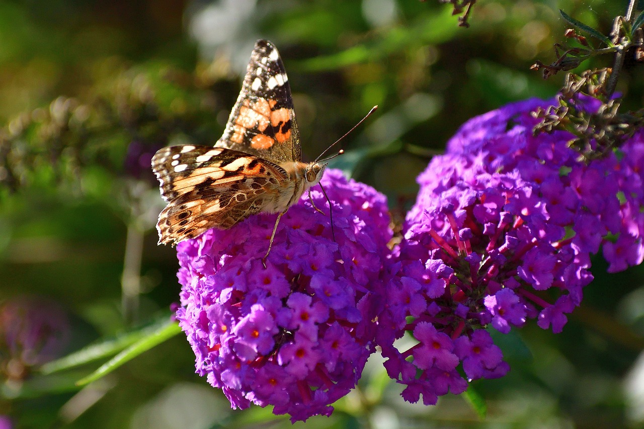 Papillon La Nature Insecte - Photo gratuite sur Pixabay - Pixabay