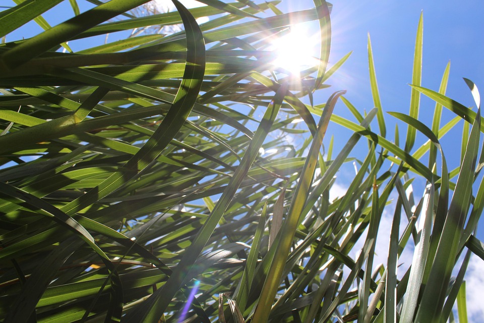 Sonnenlicht Sommer Green - Kostenloses Foto auf Pixabay - Pixabay