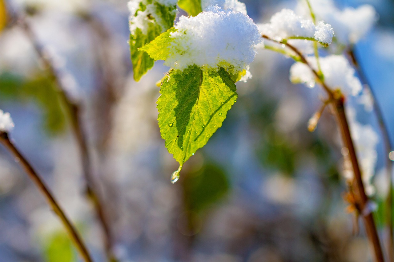 Leaf Winter Cold - Free photo on Pixabay