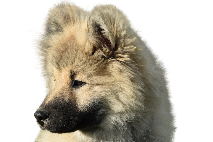 100+ kostenlose Hund Freigestellt und Hund-Bilder - Pixabay
