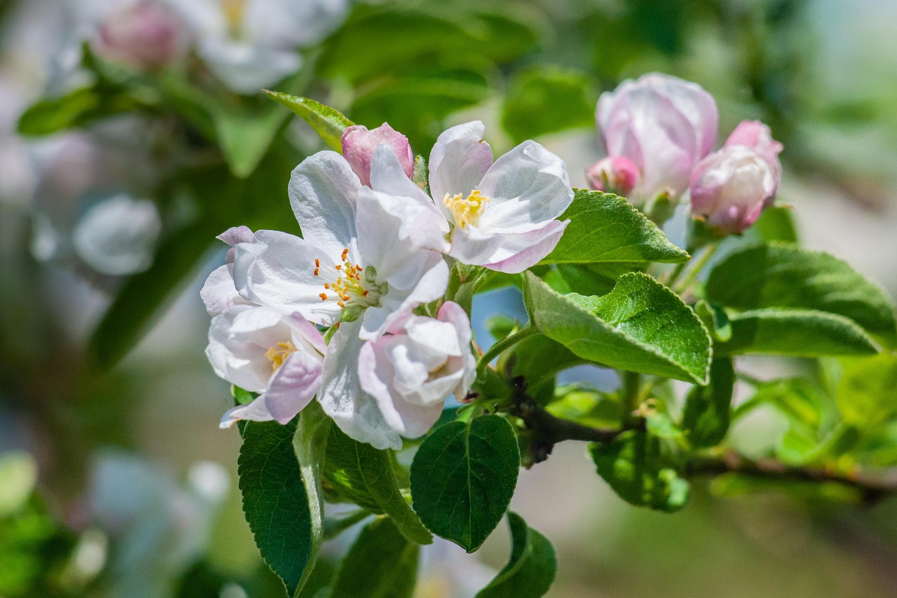 Spring Blossoms Apple - Free photo on Pixabay