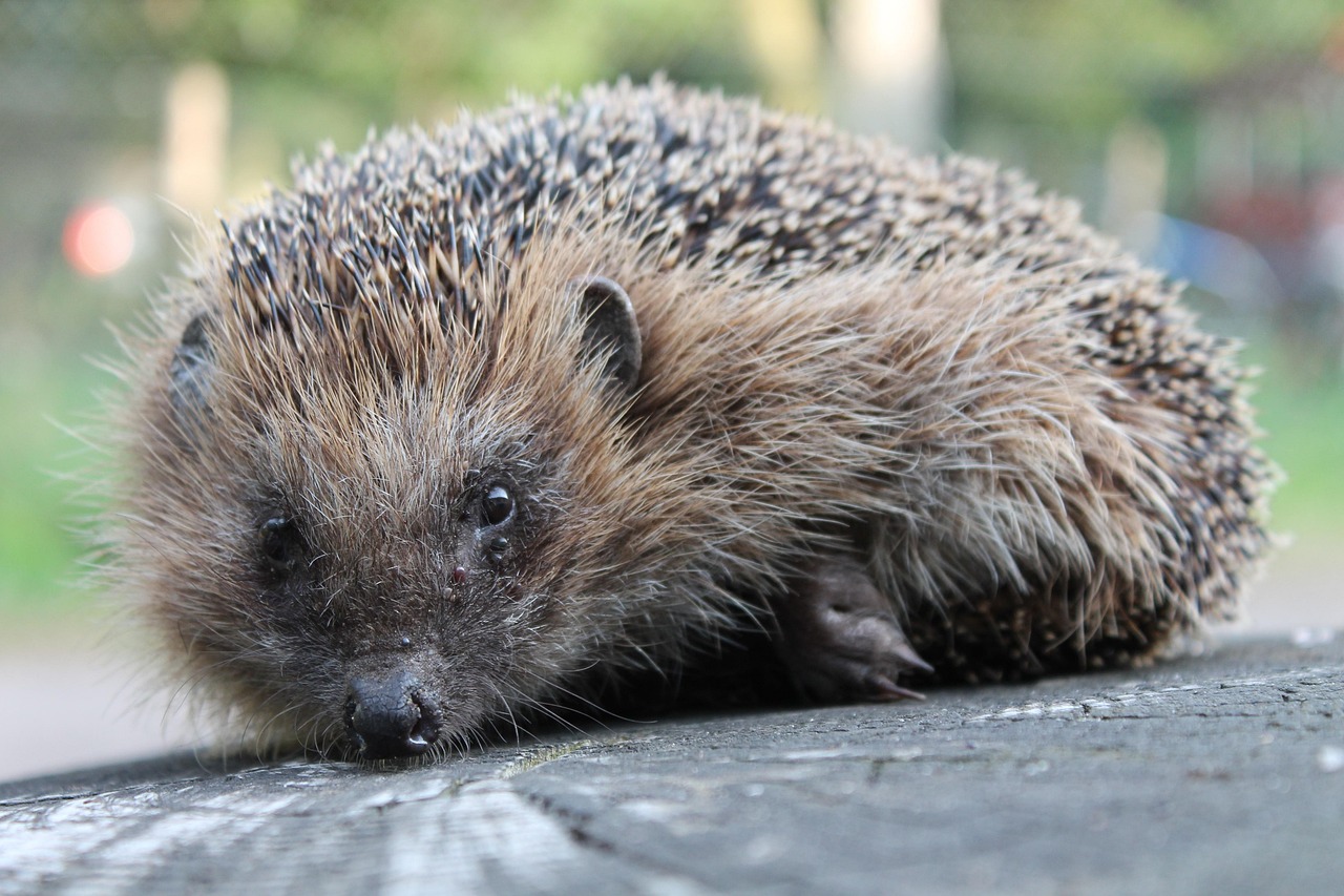 Igel Garten - Kostenloses Foto auf Pixabay - Pixabay