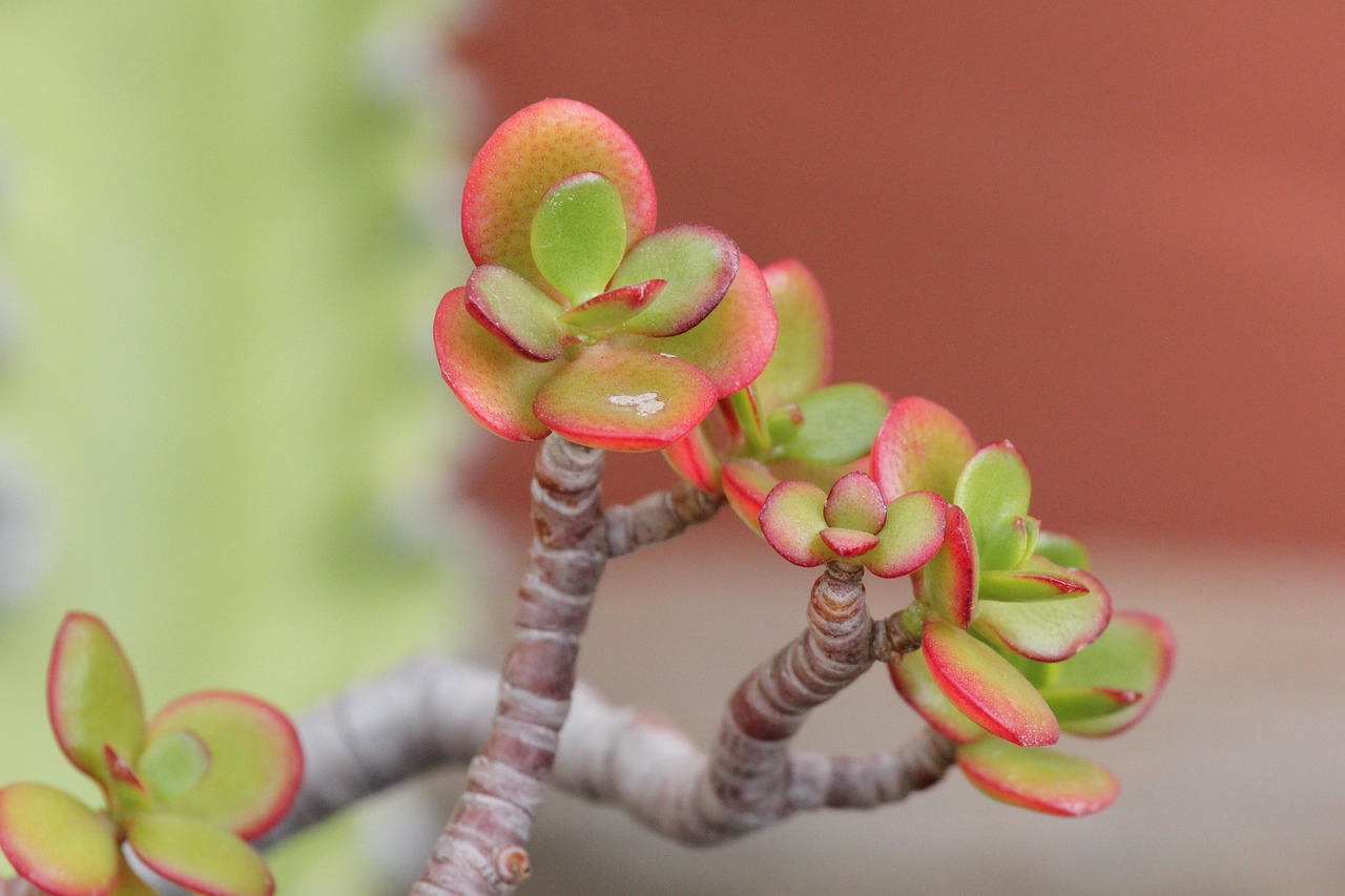 Succulent Rouge Vert Cactus - Photo gratuite sur Pixabay - Pixabay