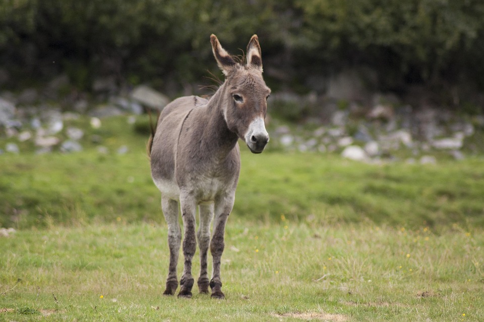 Donkey Animals Nature - Free photo on Pixabay