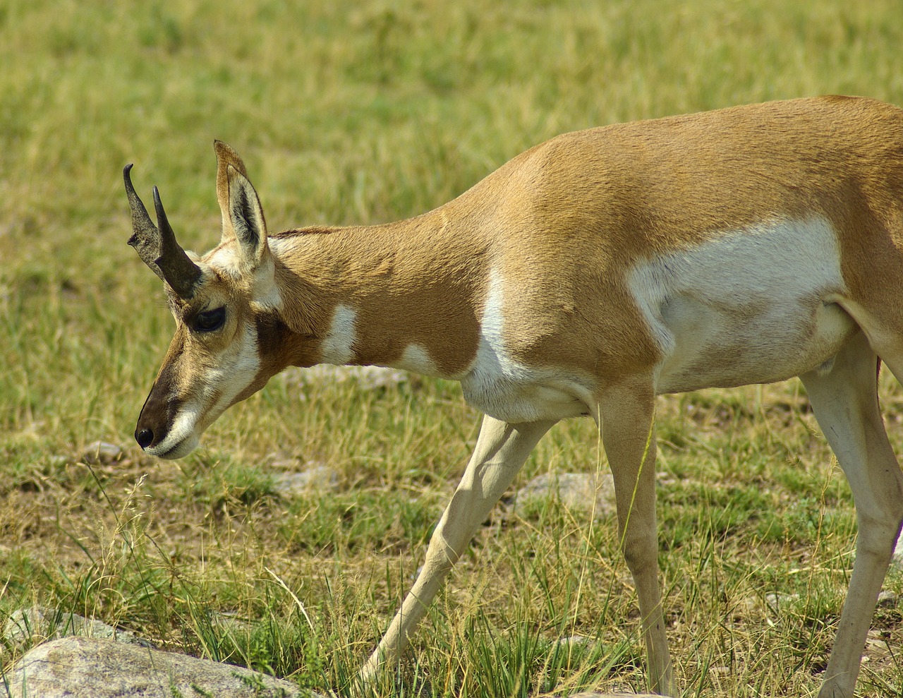 Antelope In South Dakota - Free photo on Pixabay - Pixabay