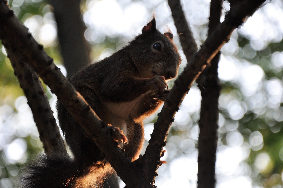 Squirrel Nature Wild Animal Cute - Free photo on Pixabay