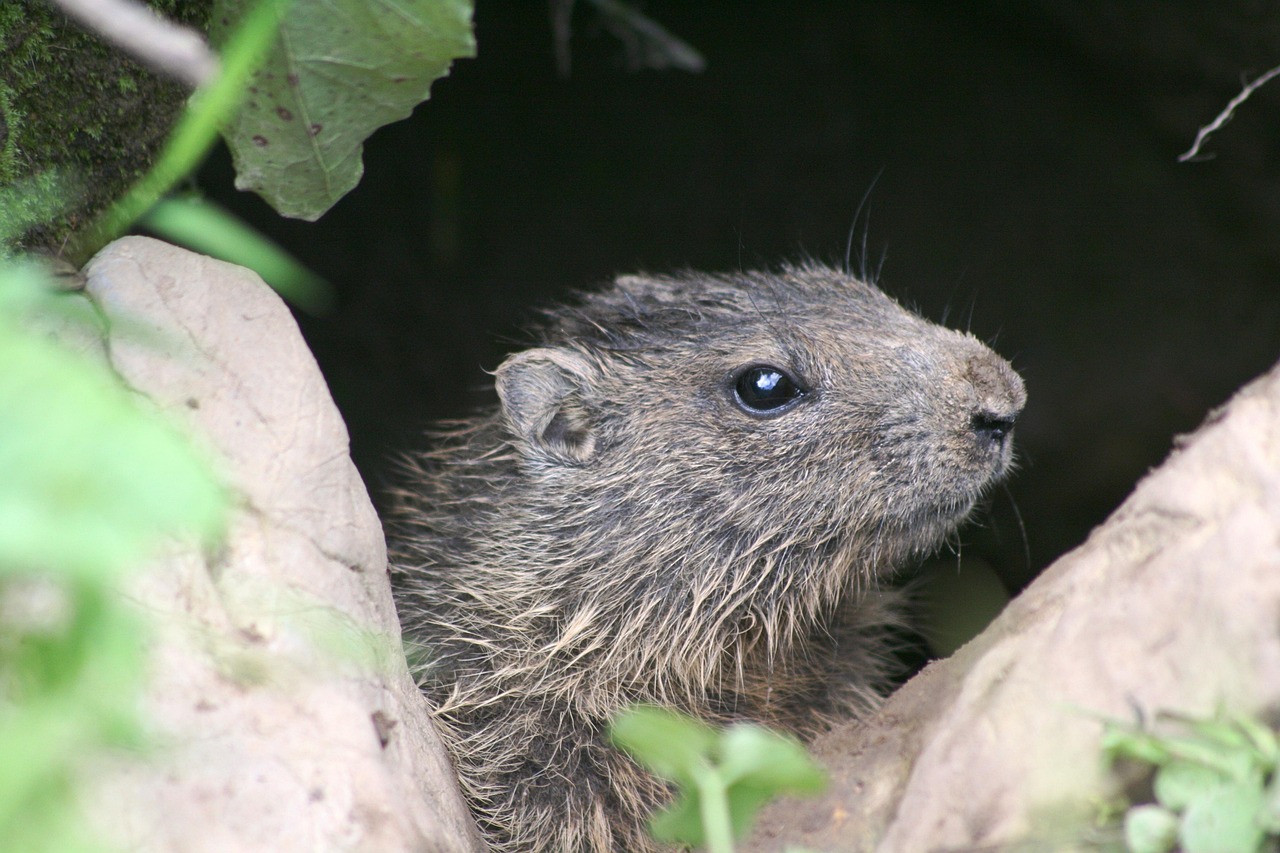 Marmota Alpes Sirena - Foto gratis en Pixabay