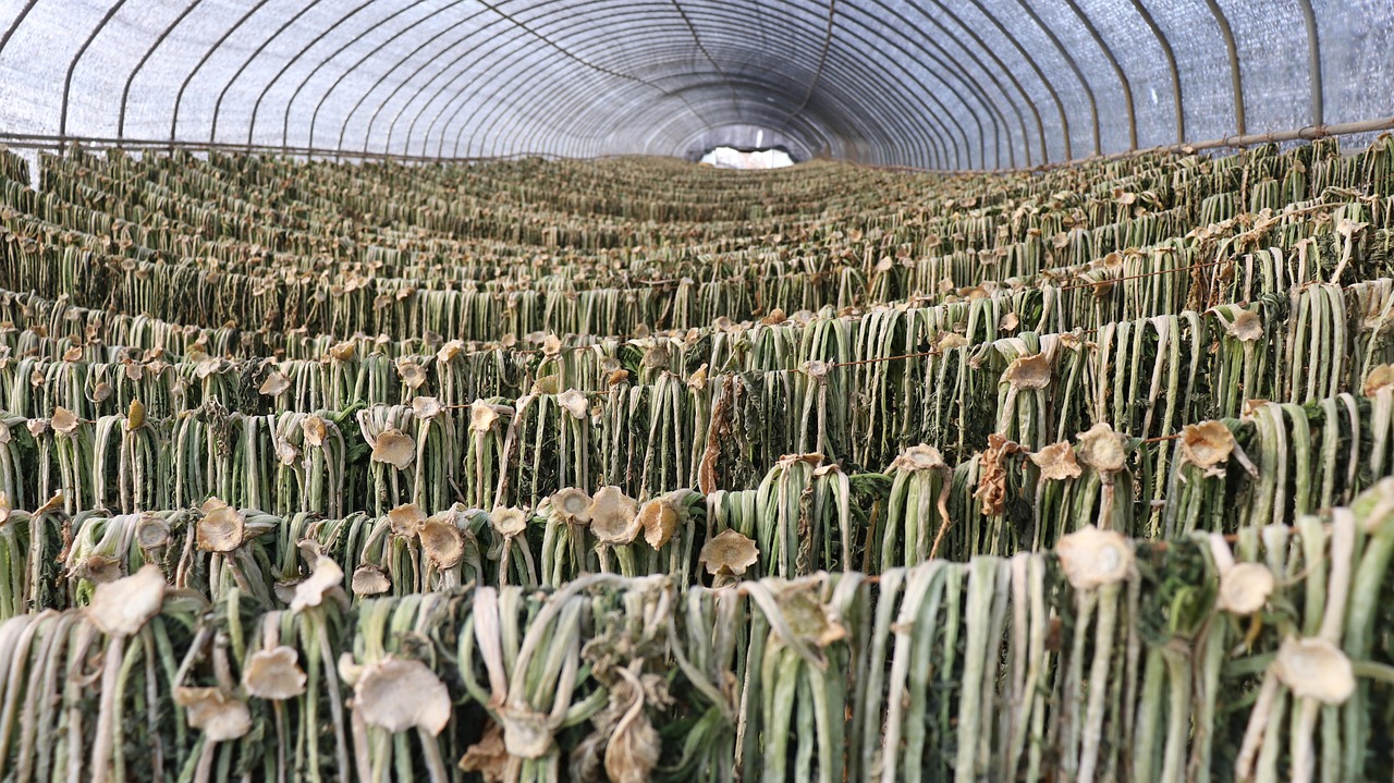100,000 + 무료 Dried Radish Greens & 무 이미지 - Pixabay