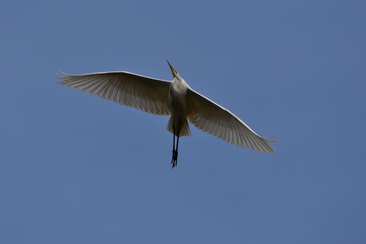 Animal Cielo Pájaro Ave - Foto gratis en Pixabay