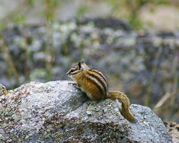 Plus de 800 photos gratuites de Tamia et de Animal - Pixabay