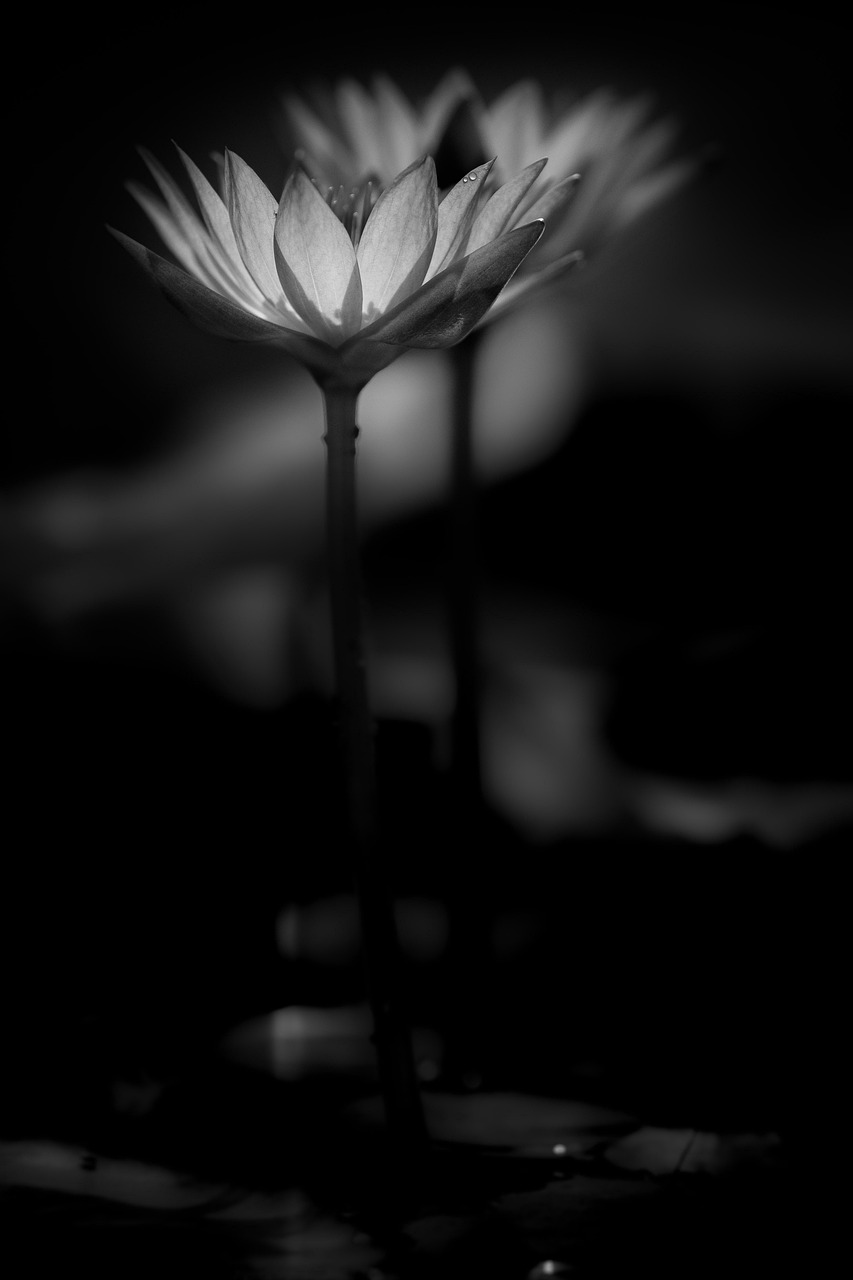 Lirio De Agua Flor Zen - Foto gratis en Pixabay - Pixabay