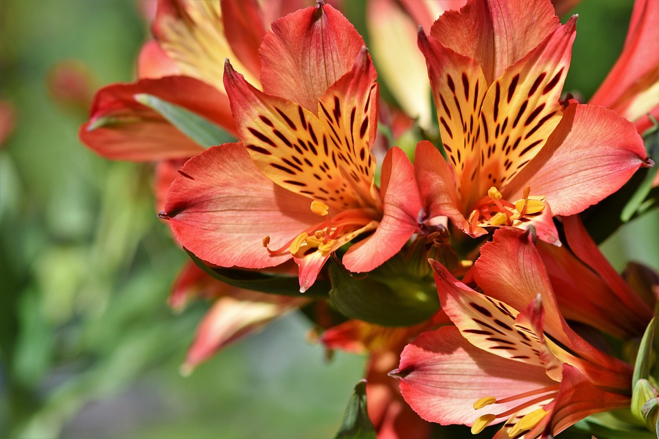 Rhododendron Buds - Free photo on Pixabay