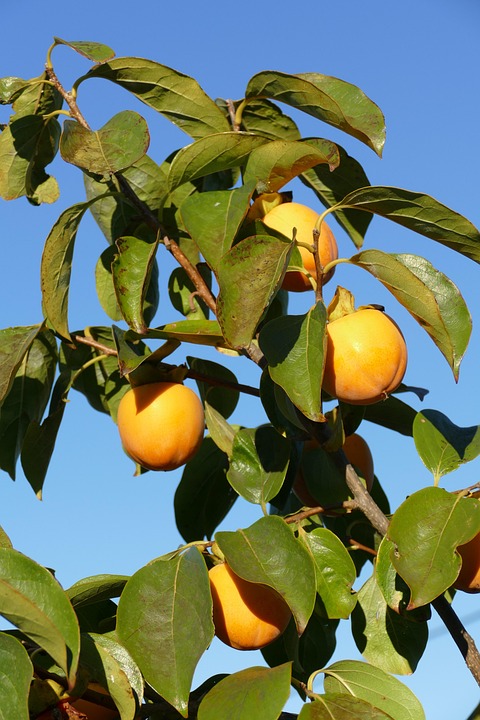 Diospyros Kaki Khaki Obst - Kostenloses Foto auf Pixabay - Pixabay